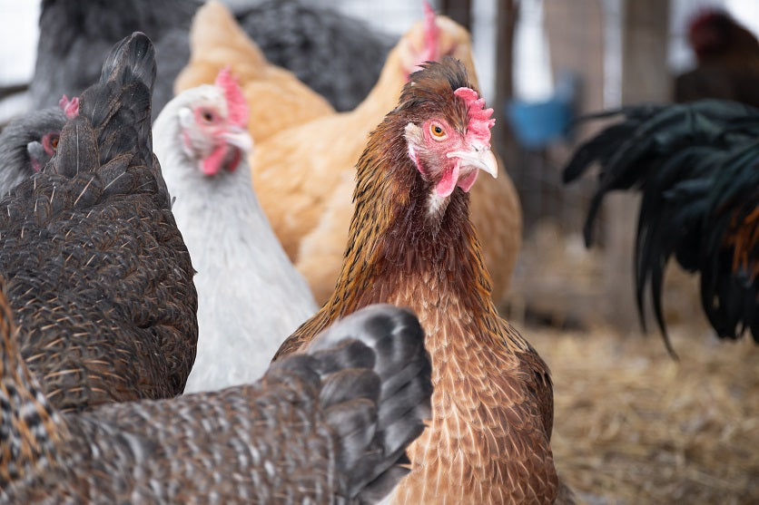 Chickens and Newcastle Disease (vND): What to Know | Grubbly Farms