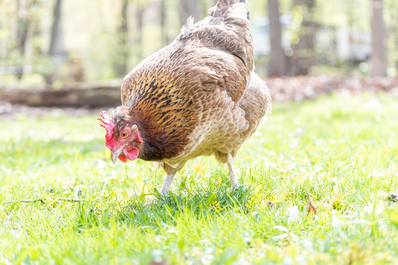 Chicken Combs & Wattles: Everything You Wanted to Know | Grubbly Farms