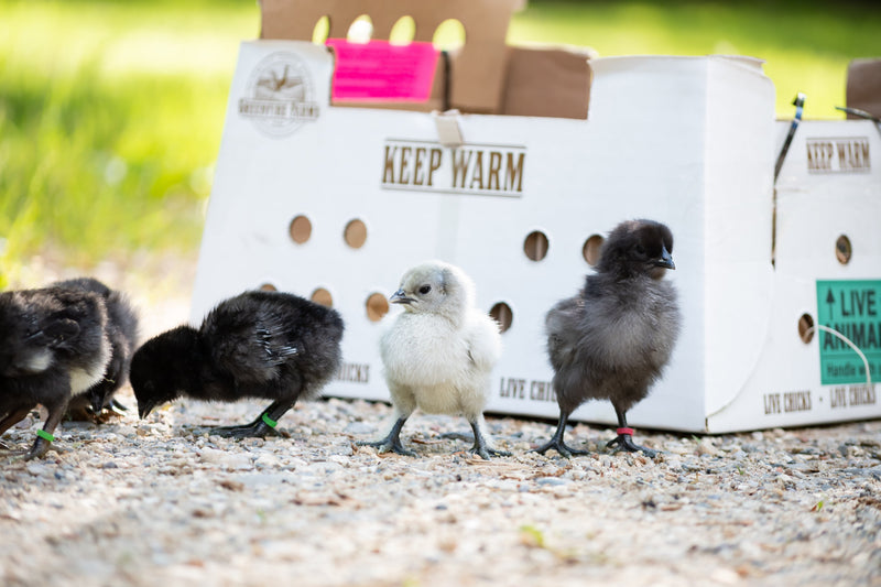 The Ultimate Guide to Buying Chicks | Grubbly Farms