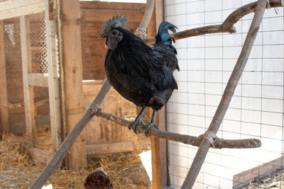 Understanding Chicken Roosting: Behavior, Proper Bars, and More