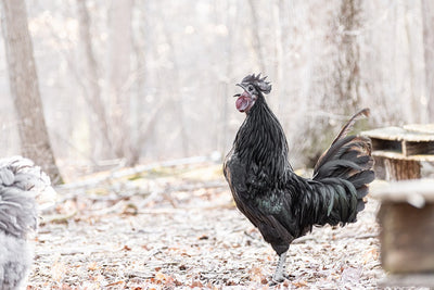 Why Do Roosters Crow Grubbly Farms
