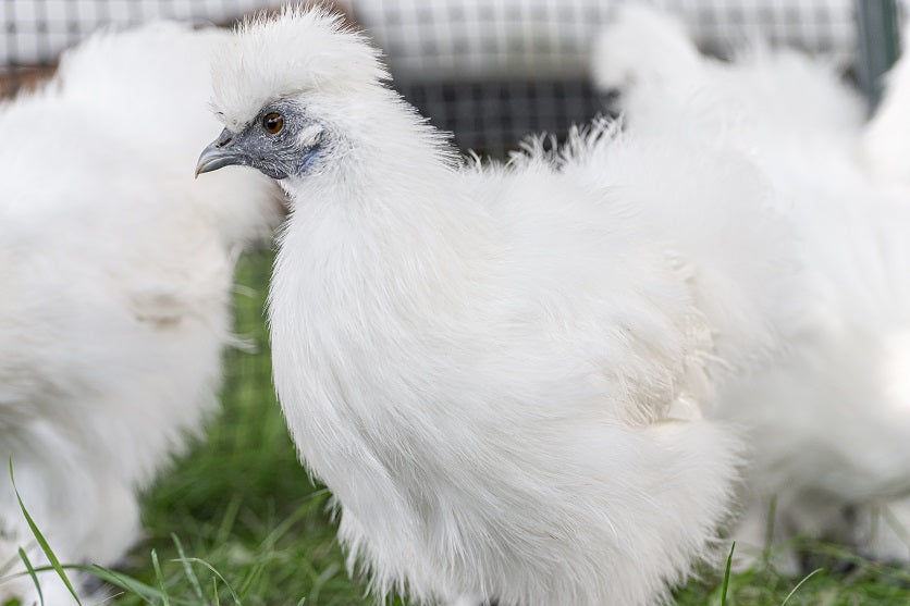 Silkie Chickens: Everything Chicken Owners Should Know | Grubbly Farms