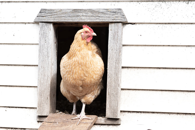 Taking Care of Your Chickens While on Vacation | Grubbly Farms