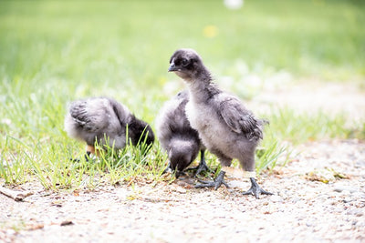 How to Spot & Treat a Splay Leg Chick | Grubbly Farms