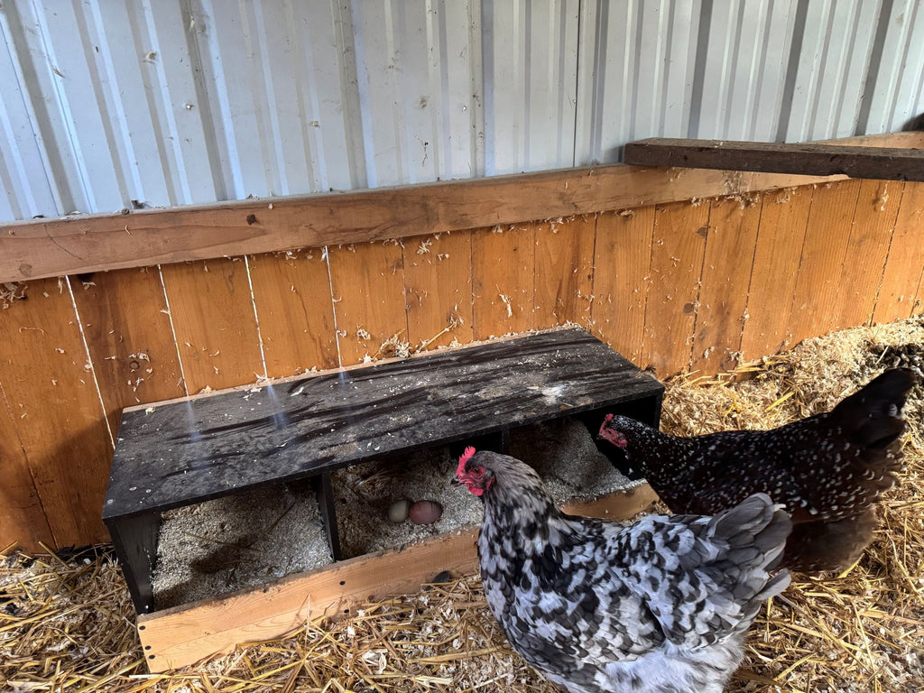 How to Build the Perfect Nesting Boxes for Your Chickens