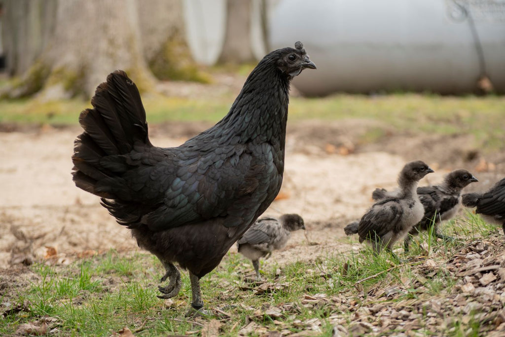 How to Break a Broody Hen: A Step-by-Step Guide