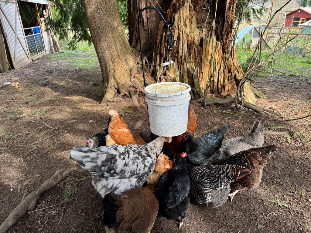 Build Your Own Rat Proof Chicken Feeder