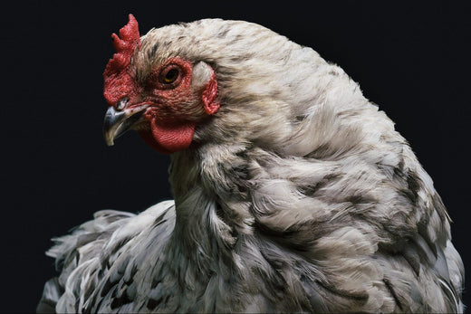 A Guide to Wry Neck in Chickens from Diagnosis to Treatment