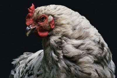 A Guide to Wry Neck in Chickens from Diagnosis to Treatment