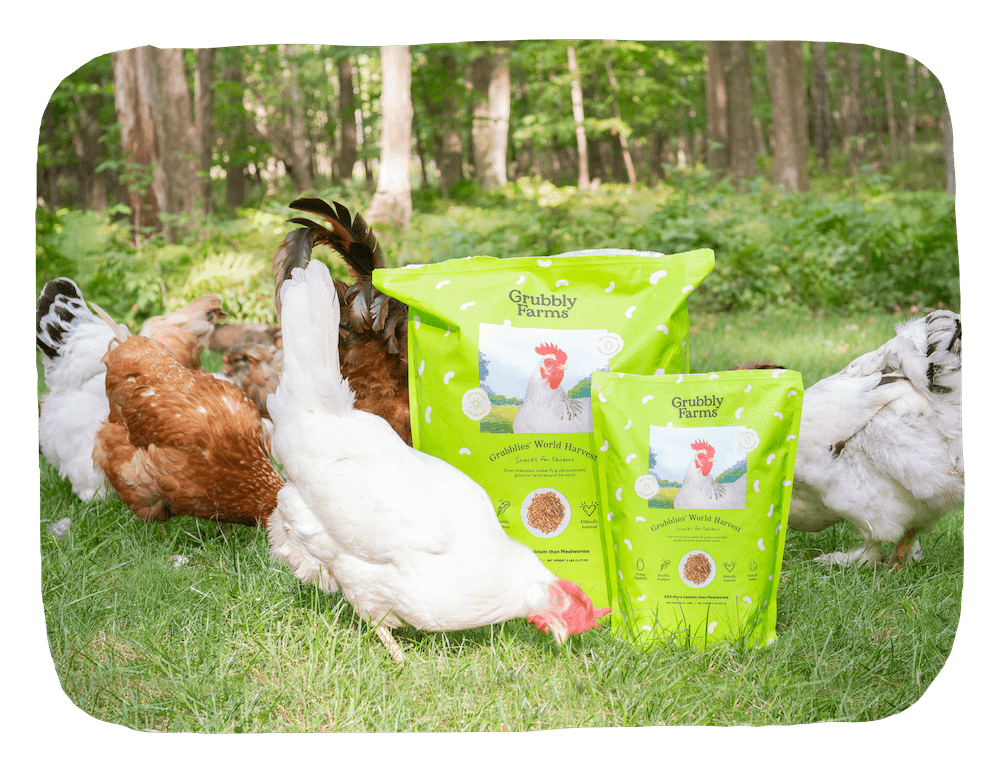 Grubblies: Dried Grubs for Chickens | High Protein Chicken Treats