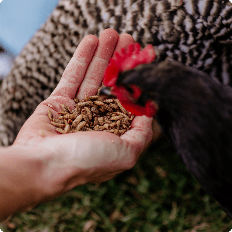 All About Black Soldier Flies | Grubbly Farms