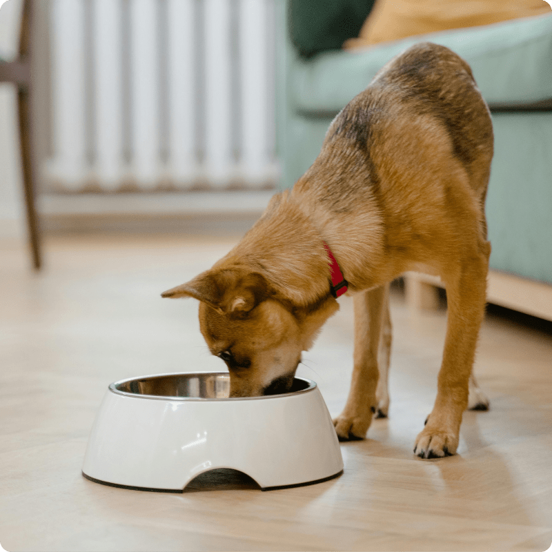 All About Black Soldier Flies | Grubbly Farms