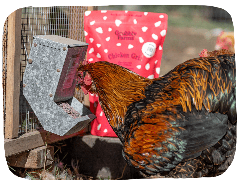 Chicken Grit | Grubbly Farms