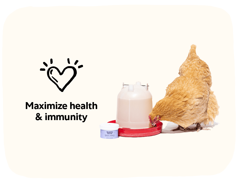 Prebiotic + Probiotic Supplement for Chickens | Grubbly Farms