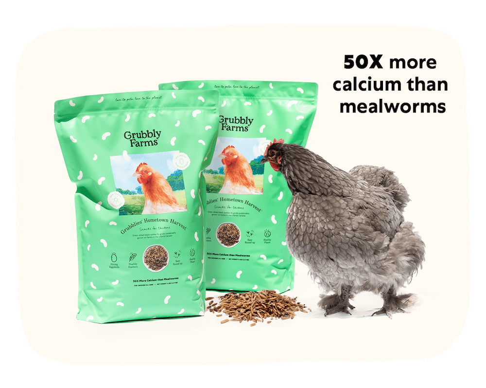 Grubblies: Dried Grubs for Chickens | High Protein Chicken Treats