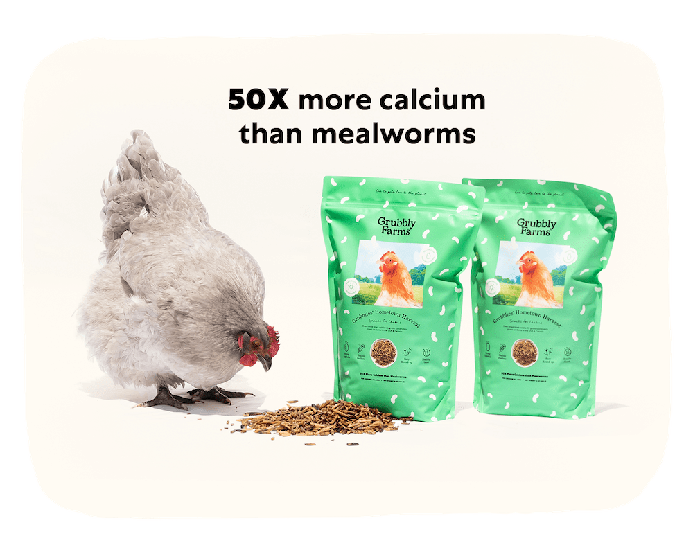 Grubblies: Dried Grubs for Chickens | High Protein Chicken Treats
