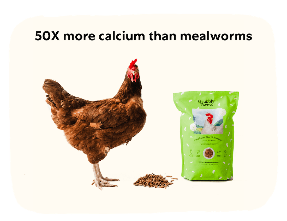 Grubblies: Dried Grubs for Chickens | High Protein Chicken Treats