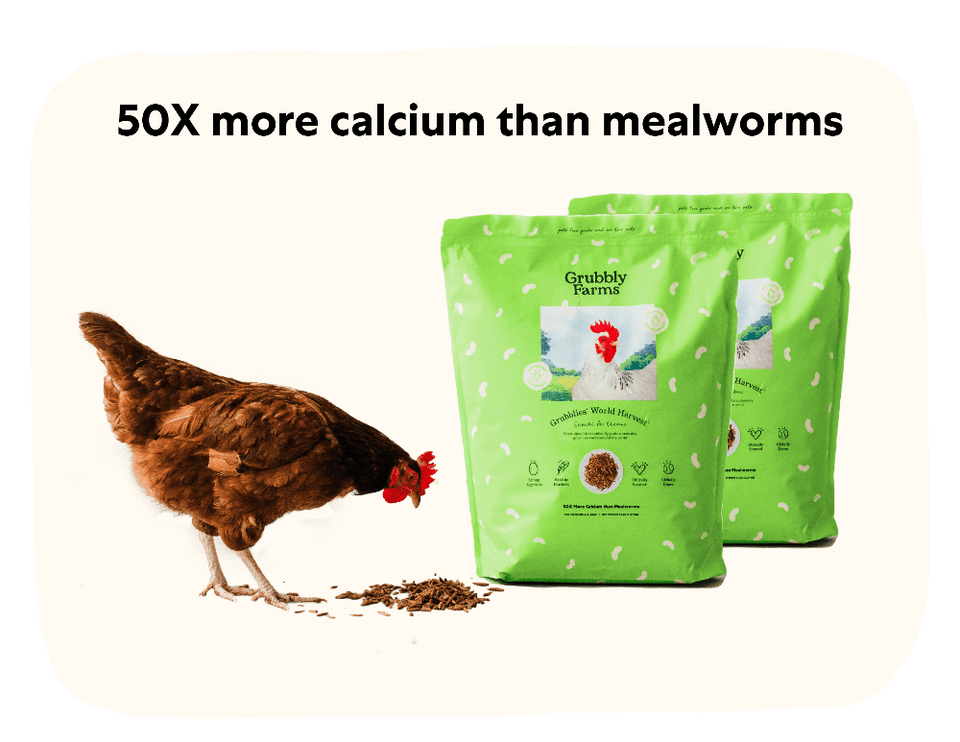 Grubblies: Dried Grubs for Chickens | High Protein Chicken Treats