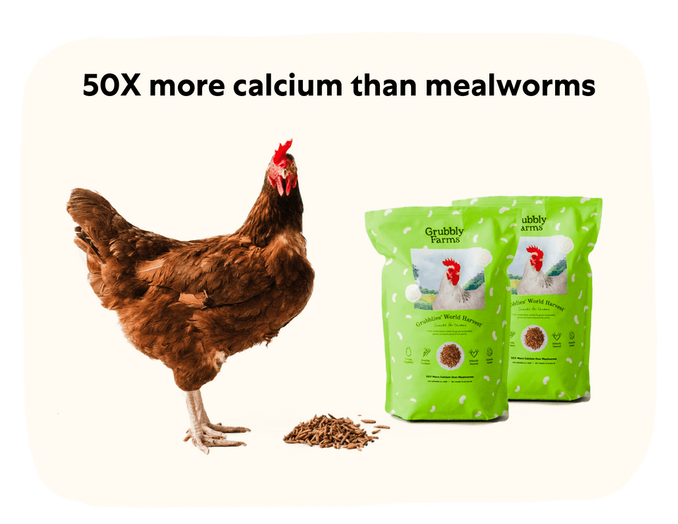 Grubblies: Dried Grubs for Chickens | High Protein Chicken Treats