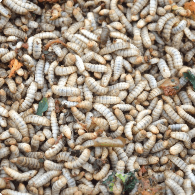 All About Black Soldier Flies | Grubbly Farms