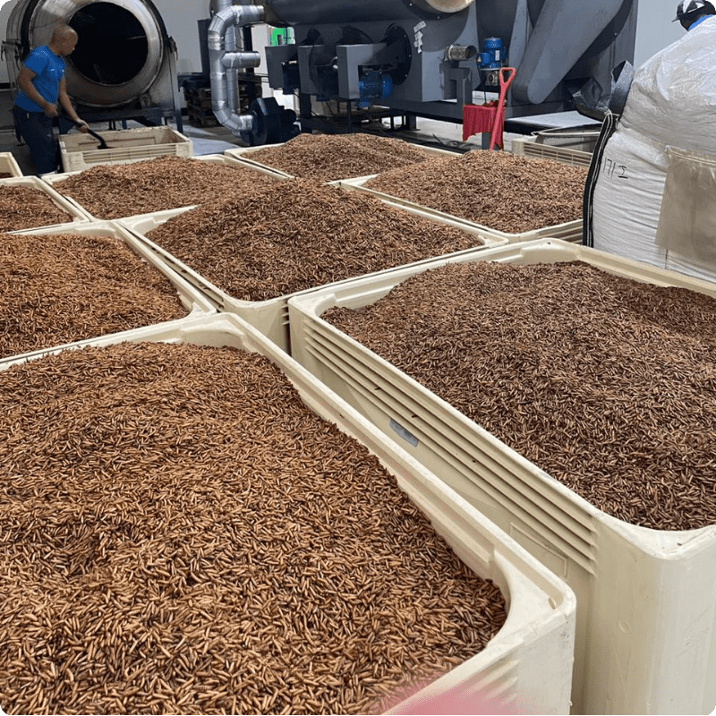 All About Black Soldier Flies | Grubbly Farms