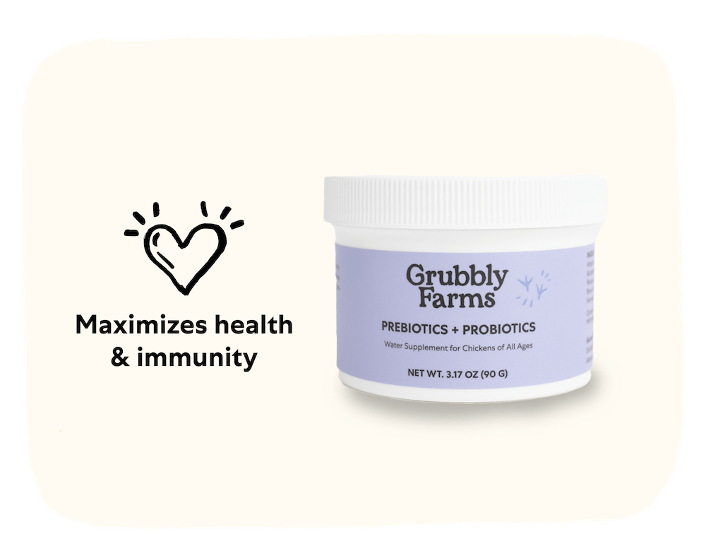 Prebiotic + Probiotic Supplement for Chickens | Grubbly Farms