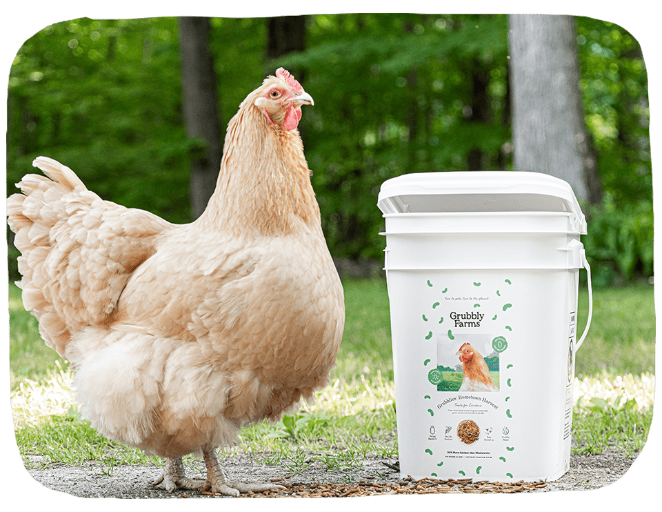 Grubblies: Dried Grubs for Chickens | High Protein Chicken Treats