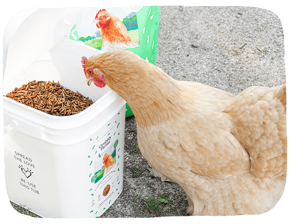 Grubblies: Dried Grubs for Chickens | High Protein Chicken Treats