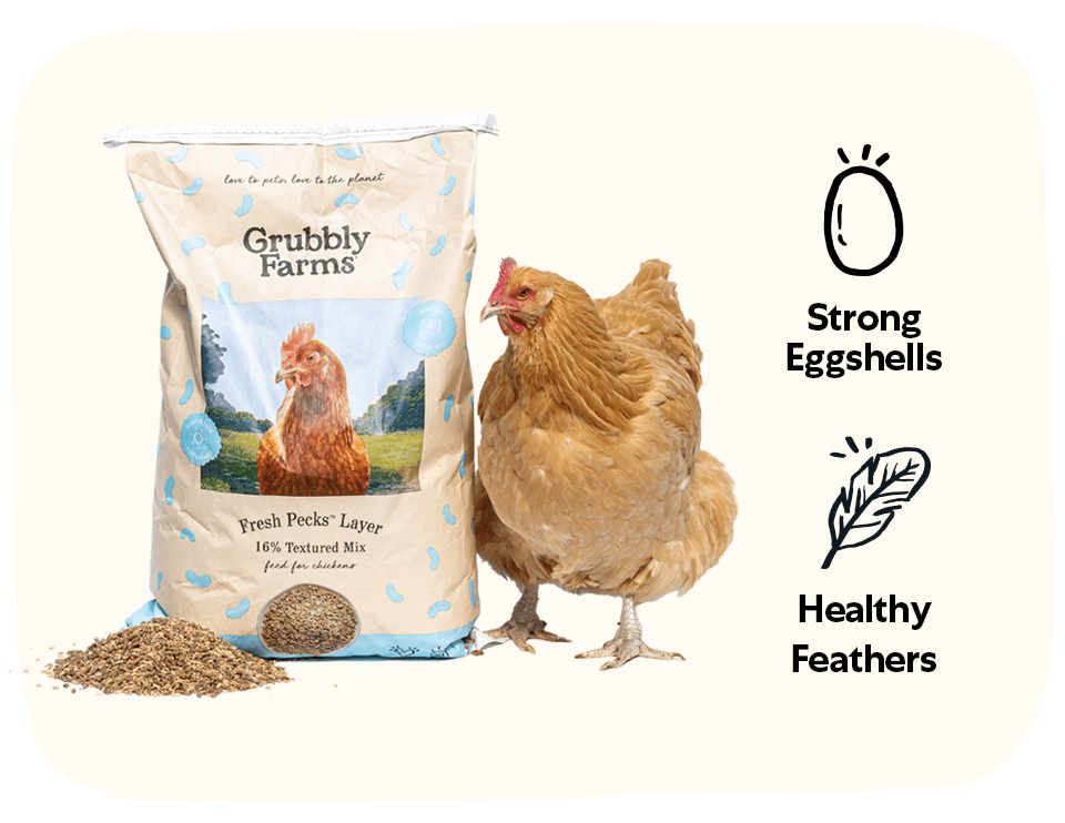 Fresh Pecks Chicken Feed: Chicken Layer Feed with Grub Protein