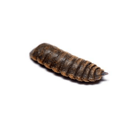 All About Black Soldier Flies | Grubbly Farms