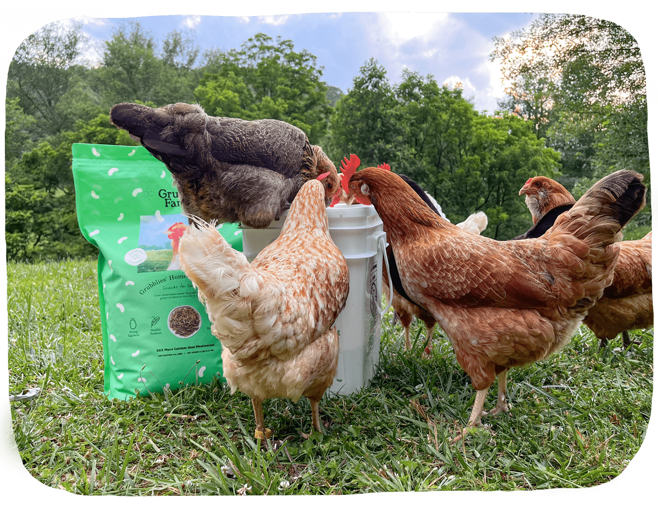 Grubblies: Dried Grubs for Chickens | High Protein Chicken Treats