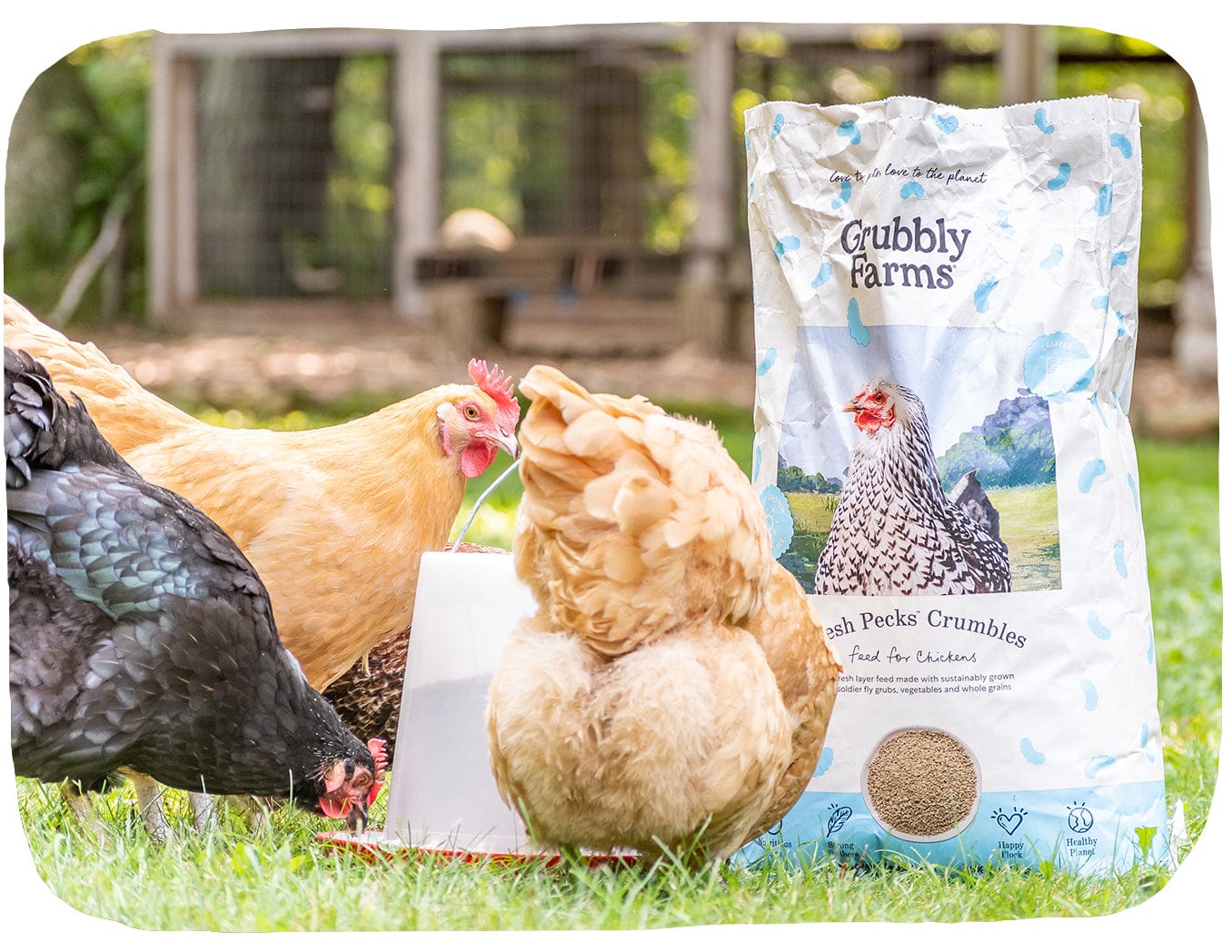 Fresh Pecks Chicken Feed: Chicken Layer Feed with Grub Protein