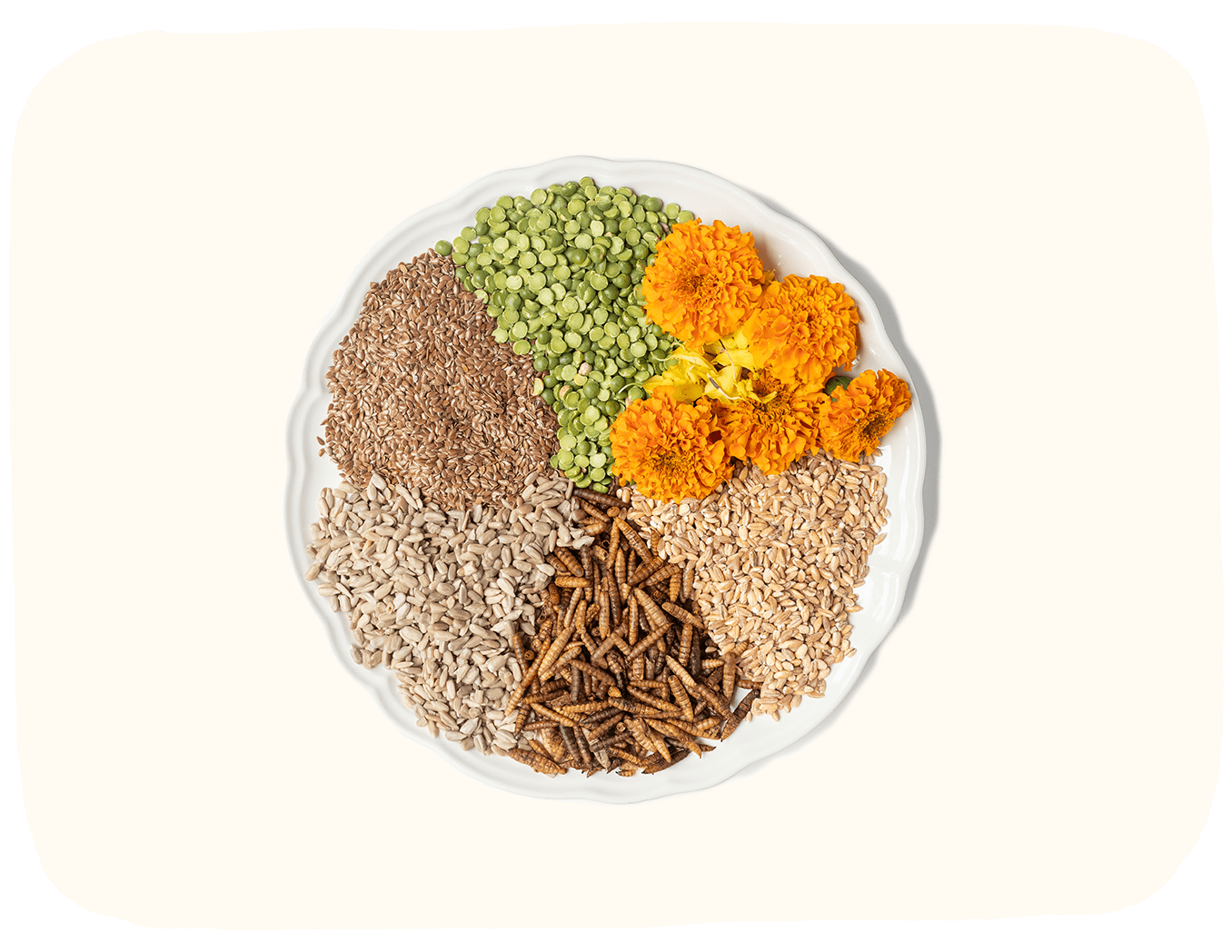 Little Pecks Chick Feed: Starter Grower Chicken Feed (0-20 Weeks)